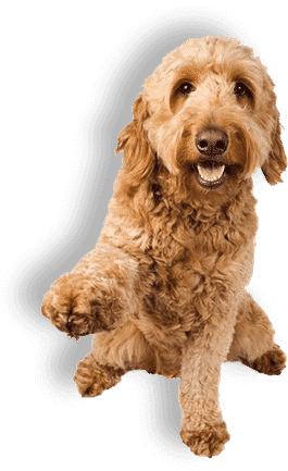 K9 Training at K9 University Chicago for all levels of ability