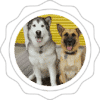 K9 University Chicago - Dog Daycare, Boarding, Training, Plus...