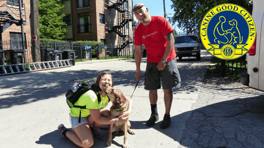A Guide to the Canine Good Citizen Certification | K9U Chicago