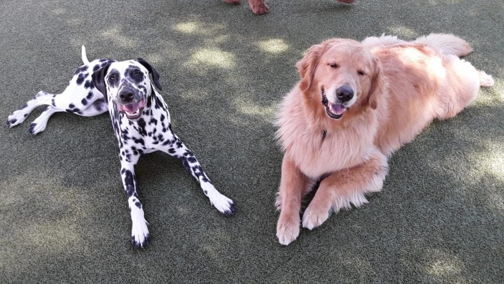 Everything You Need to Know About Boarding Your Puppy | K9U