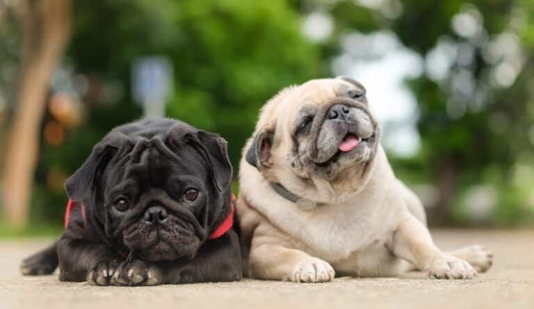 Why Pugs Make Great Pets | Favorite Dog Breeds | K9U Chicago
